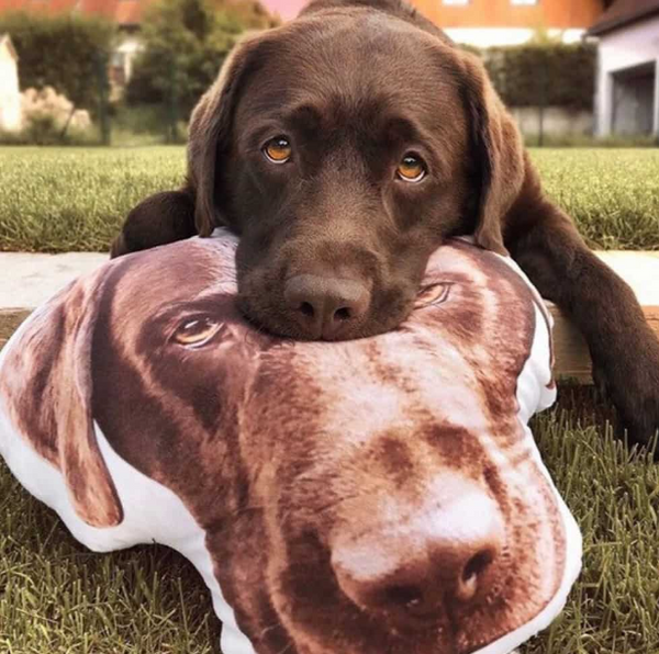 Cojín Mascota Cara Personalizado – Tienda Mish!